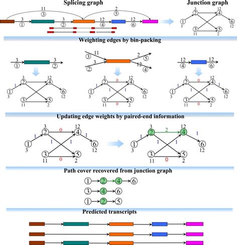 Transcomb Genome Guided Transcriptome Assembly Via Combing Junctions In Splicing Graphs Pmc