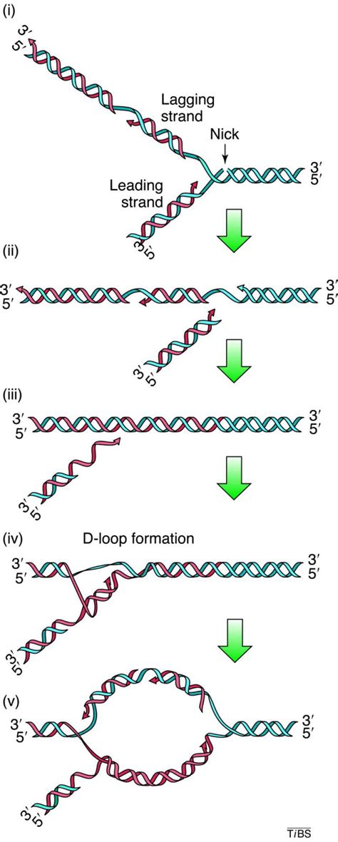 Replication Fork