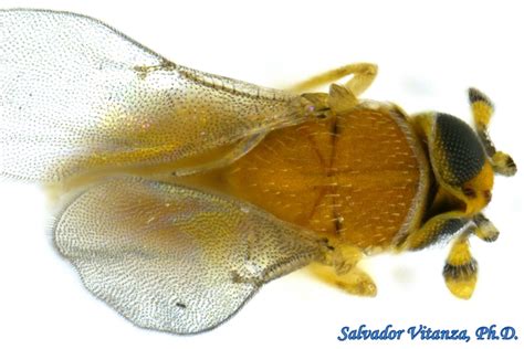 Hymenoptera Encyrtidae Metaphycus Encyrtids Female F Urban Programs El Paso County