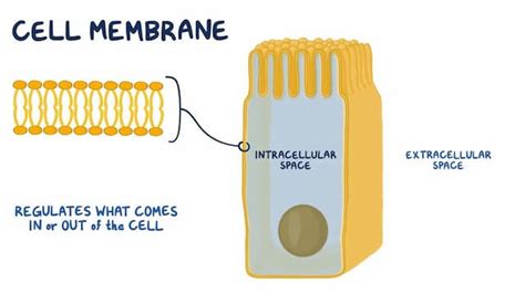 Video Cellular Structure And Function Osmosis