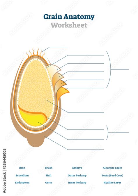 Wheat Seed Diagram