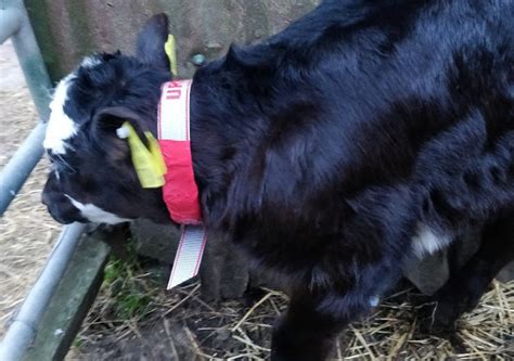 Calf Wearing A Collar With Axivity Ax3 Sensor Securely Affixed Calf Wearing A Collar With Axivity Ax3 Sensor Securely Affixed