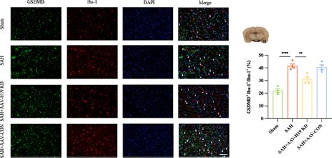 Crucial Roles Of H19 In Gsdmd Mediated Pyroptosis In Vivo A