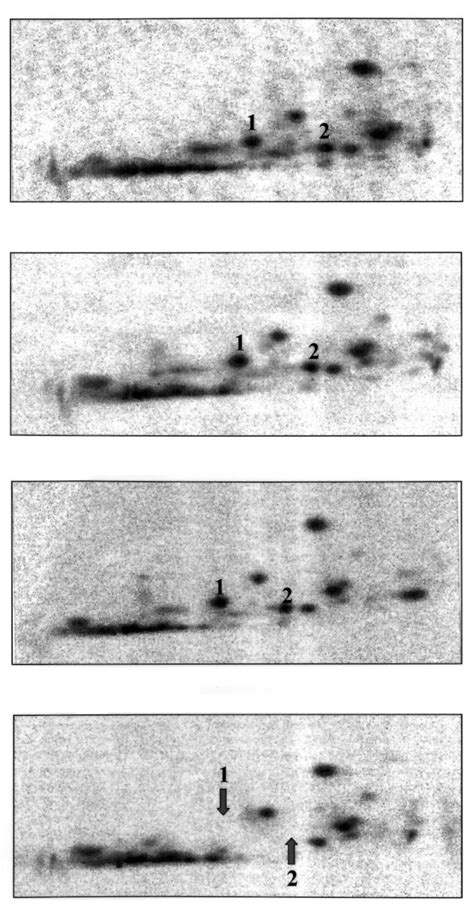 Phosphopeptide Maps Of Gsk 3 Phosphorylated Recombinant Tau Showing The Download Scientific
