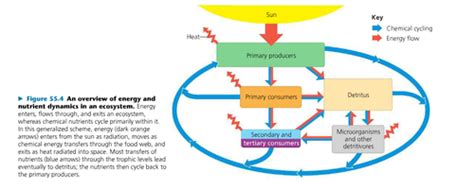 Energy Flow And Chemical Cycling In An Ecosystem