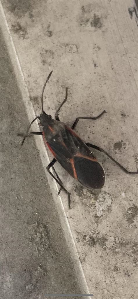 What Is This Bug That Fell Off My Screened Window R Whatsthisbug