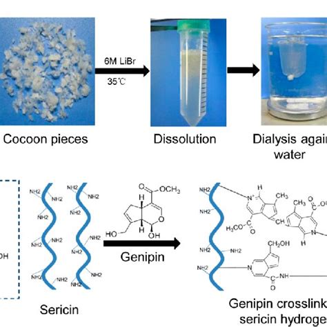 Pdf A Neuroprotective Sericin Hydrogel As An Effective Neuronal Cell Carrier For The Repair Of