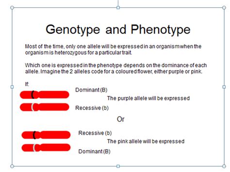 A Level Intro To Genetic Inheritance Terms Examples Teaching Resources