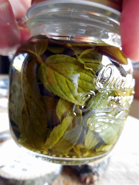 Cool Diy Two Ingredient Homemade Peppermint Extract
