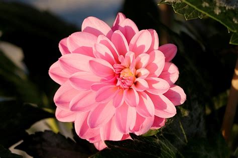 달리아 꽃 정원 식물 Pixabay의 무료 사진