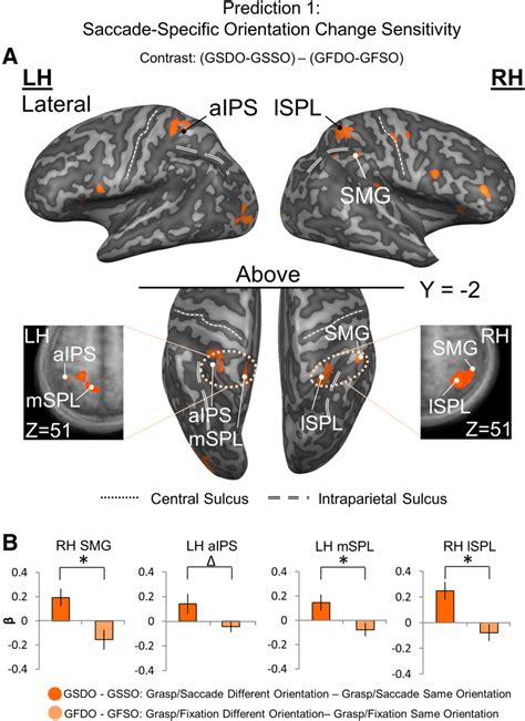 Parietal Cortex Integrates Saccade And Object Orientation Signals To Update Grasp Plans