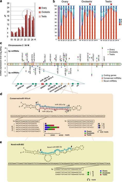 Dynamic Evolution And Biogenesis Of Small RNAs During Sex Reversal Scientific Reports