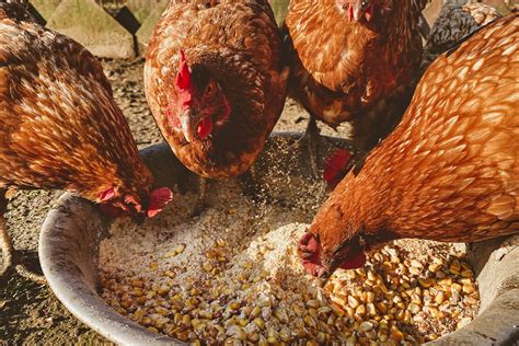 Corn Fed Chickens Gamekeepers Of Australia