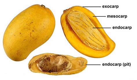 Fruit Note 5 Standard 11 Morphology Of Flowering Plants Notes