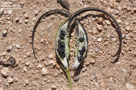 Proboscidea Parviflora Devils Claw Edible Uses Charles W Kane