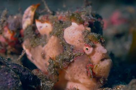 True Facts About Frogfish Uncrate