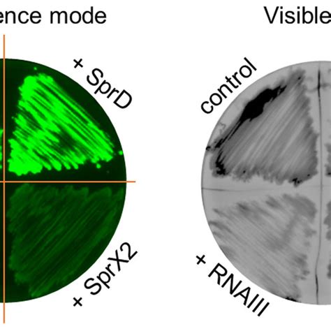 Rnaiii And Sprx2 Lower Ecb Expression In Staphylococcus Aureus The Download Scientific Diagram