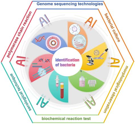 Artificial Intelligence Applications In The Diagnosis And Treatment Of Bacterial Infections Pmc