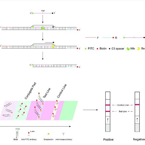 Rpa Amplification Combined With Agarose Gel Electrophoresis For