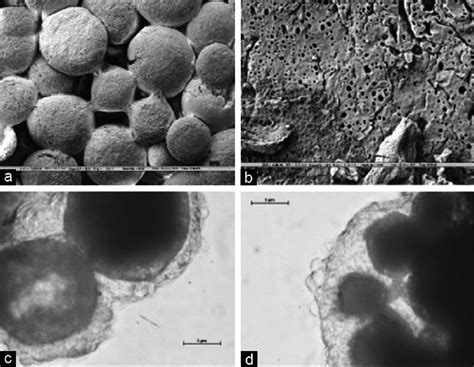 Sem Of Polylactide Sponges After Fusion Of Particles In Ethanol A Download Scientific Diagram