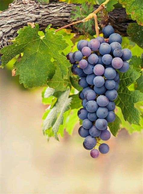 Pin by 권오희 on 포도 Grapes Fruit painting Fruit photography