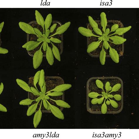 Growth Phenotype Of Wild Type And Different Mutant Combinations Of