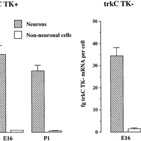 Levels Of Tk And Tk Trkc Transcripts In Neurons And Non Neuronal Cells