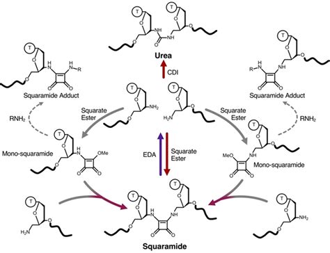 Overview Of An Oligonucleotide Ligation Platform That Generates Download Scientific Diagram