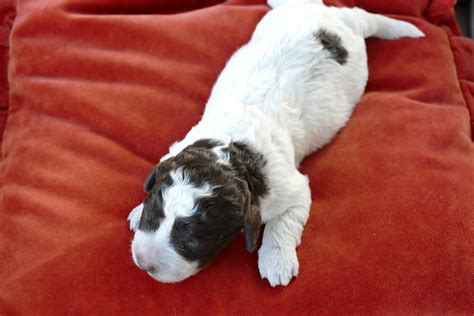 Lagotto Romagnolo Italienische Wasserhunde Lagotto Von Berval