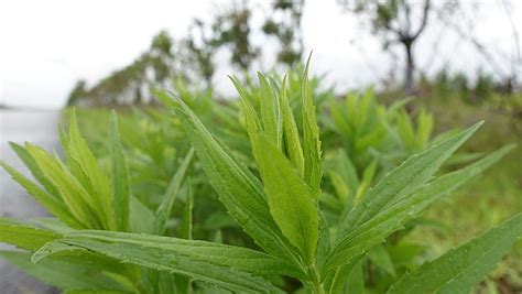 Gambar Background Rerumputan Vektor Dan File Psd Untuk Unduh Gratis