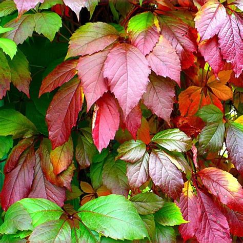 Девичий виноград - купить в Зеньковском питомнике по выгодной цене