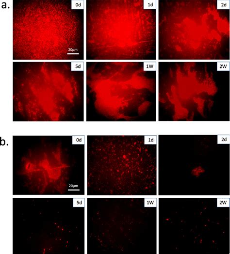 Antimicrobial Peptide Functionalized Mesoporous Hydrogels Acs Biomaterials Science And Engineering