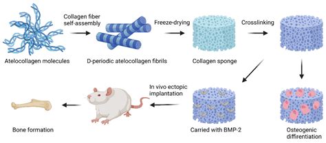 The Use Of Collagen Based Materials In Bone Tissue Engineering