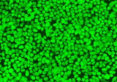 Subtle Cues Can Dictate The Fate Of Stem Cells Usc Stem Cell