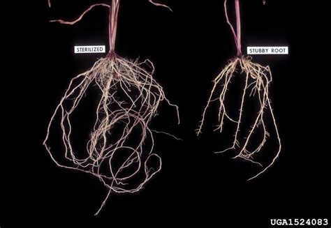 Stubby Root Nematode Paratrichodorus Nanus