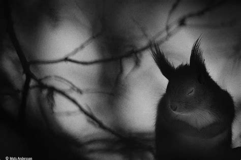 Las Increíbles Fotos De Naturaleza Finalistas Del Wildlife Photographer Of The Year Infobae