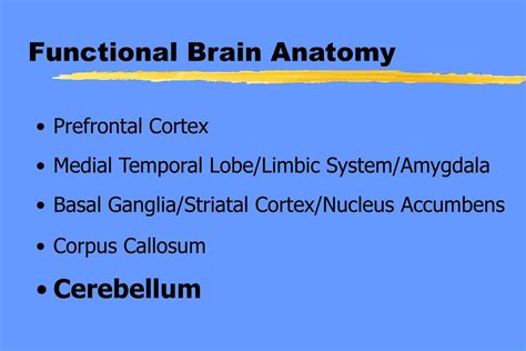 Ppt Adolescent Brain Development Powerpoint Presentation Free Download Id 4384807