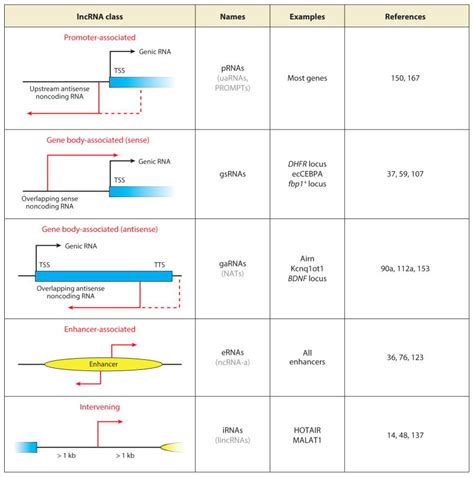 Regulation Of Transcription By Long Noncoding Rnas Pmc