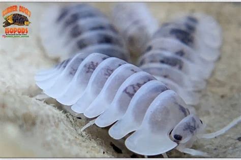 12 Cool Types Of Isopods To Collect Species Color Morphs