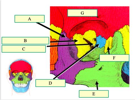 Lec 35 Visual Systems Flashcards Quizlet