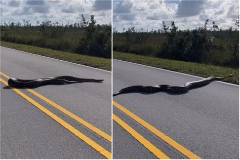 enormous burmese python filmed crossing the road in florida shocked newsweek