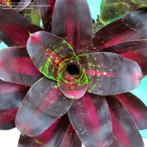 Plantfiles Pictures Neoregelia Bromeliad First Prize Neoregelia By