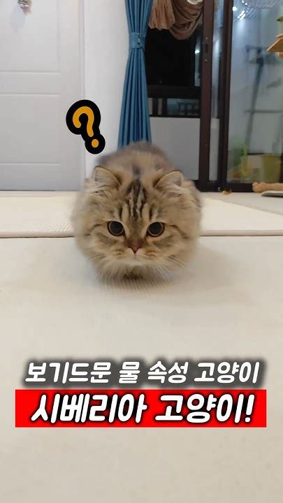 보기드문 물 속성 고양이 시베리아 고양이 🐱 고양이 시베리아고양이 Youtube