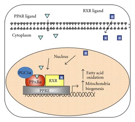 Regulation Of Gene Expression By Peroxisome Proliferator Activated Download Scientific Diagram