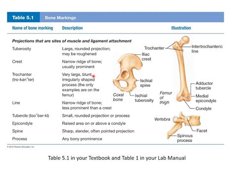 Landmarks And Bone Markings Chart