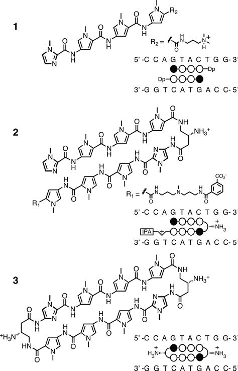 Figure 1 From Py Im Polyamides Distinguish Double Helical Dna And Rna