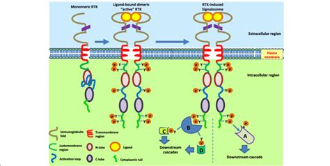 Tyrosine Kinase Structure