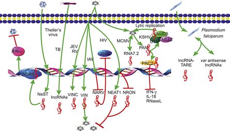 Rnas In Hostpathogen Interactions Different Types Of Pathogens