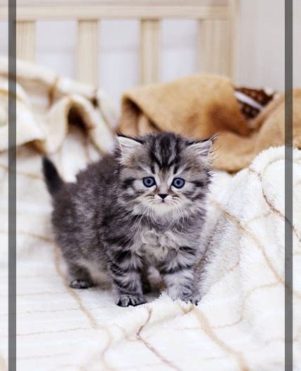 페르시안친칠라 분양 전 알아야 할 특징 및 성격 강아지훈련소 강아지배변훈련 인천강아지훈련소 강아지짖음