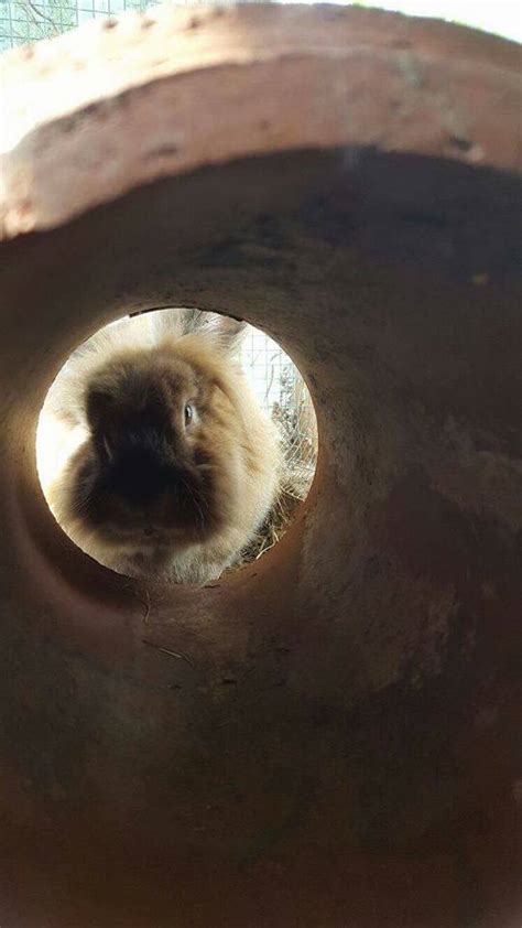 🐰🐰 Rabbit Awareness Clifton Villa Veterinary Surgery